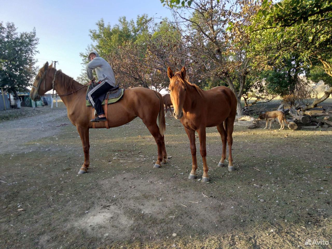 Продам лошадей