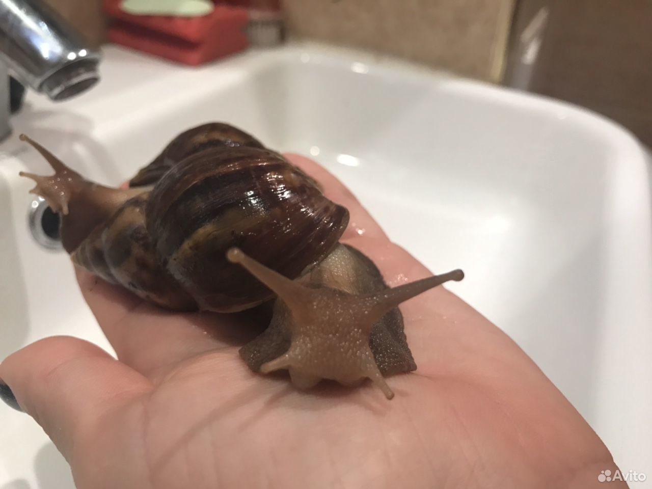 Пара улиток ахатин с контейнером