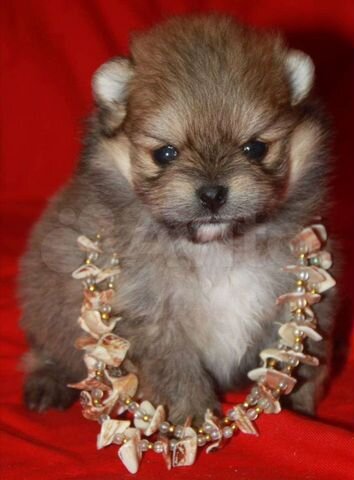 Чудесные щенки шпица