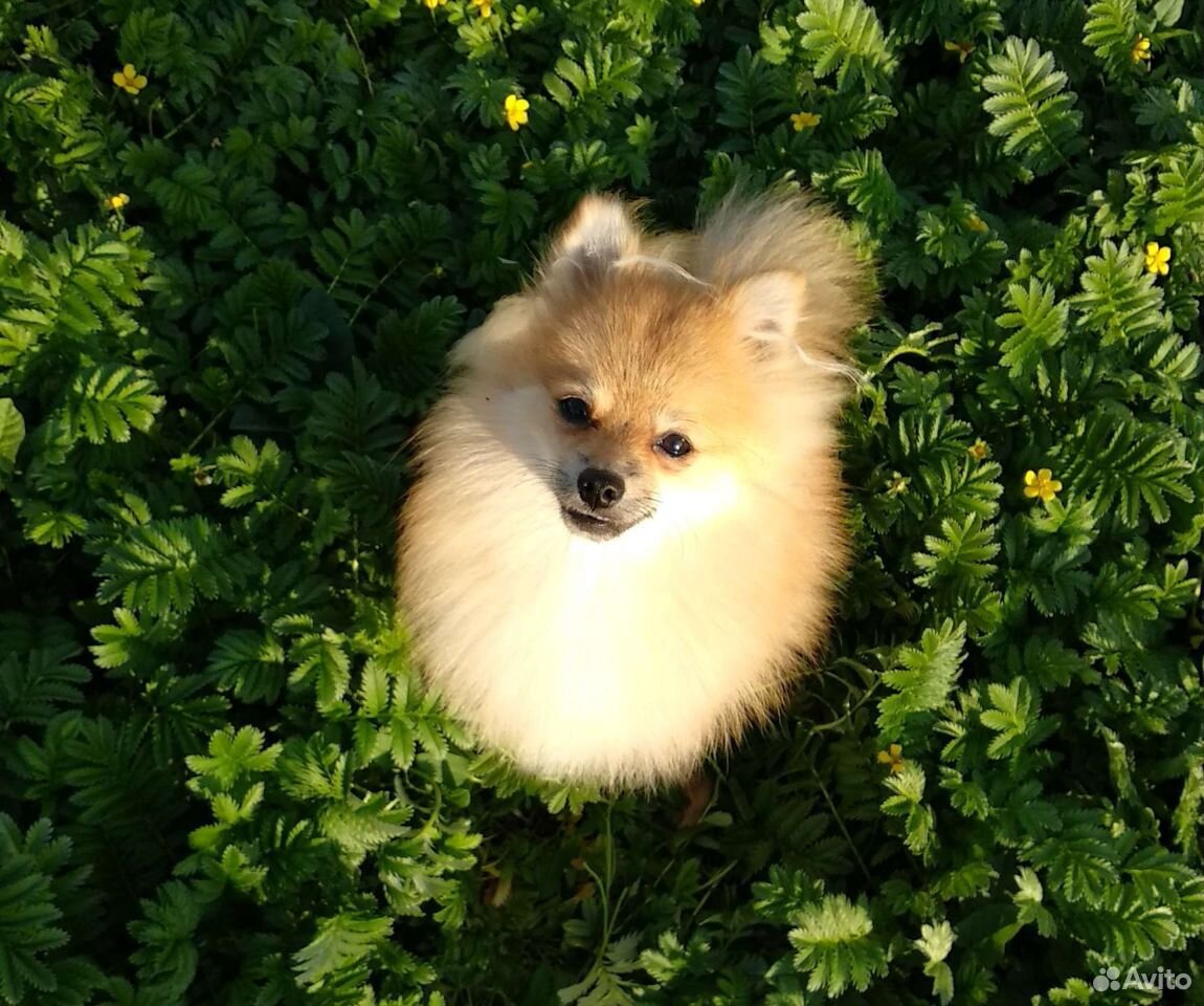 Малый шпиц кобель