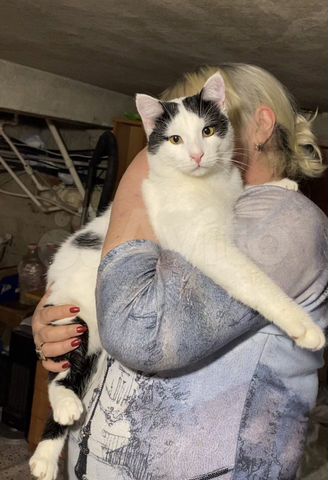 Кот тайсон в добрые руки бесплатно