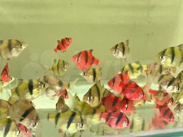 Барбус красный