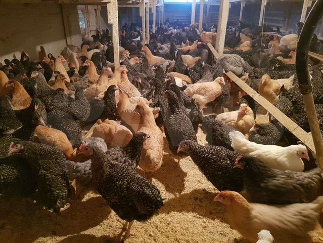 Куры молодки несушки, утки, броллеры