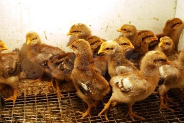 Цыплята(петушки) билефельдер