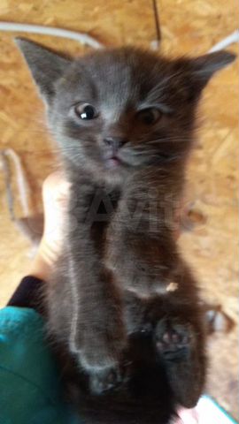 Русская голубая котенок