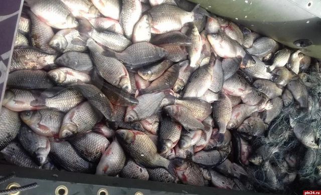 Живой карась на разведение. Зарыбление водоема