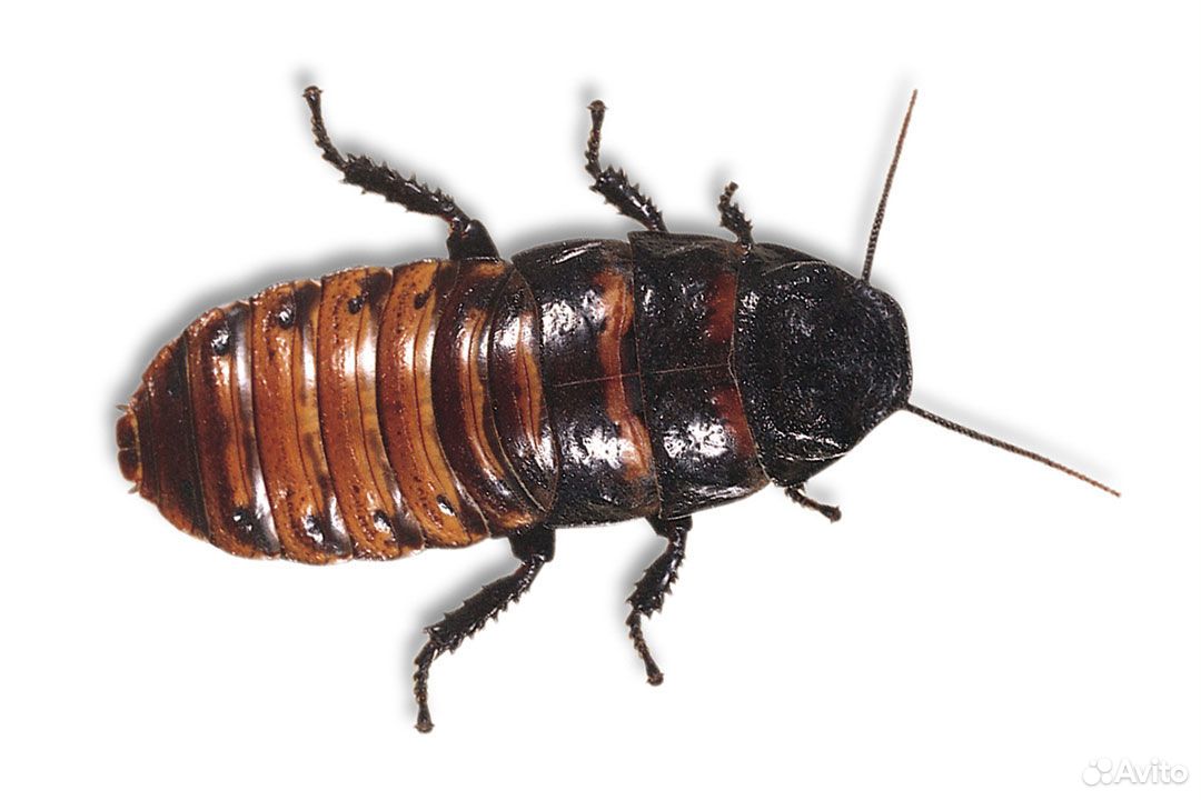 Мадагаскарские тараканы