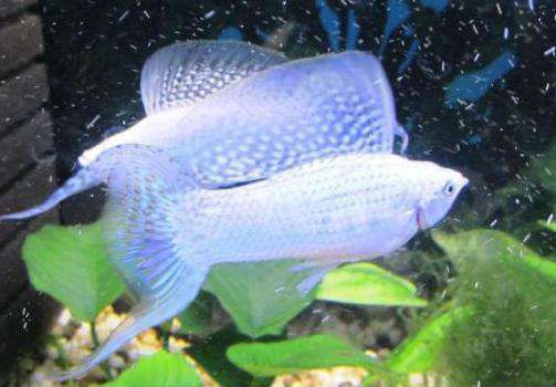 Моллинезия снежинка