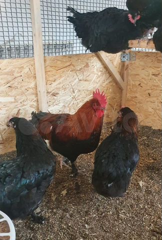 Куры породы маран