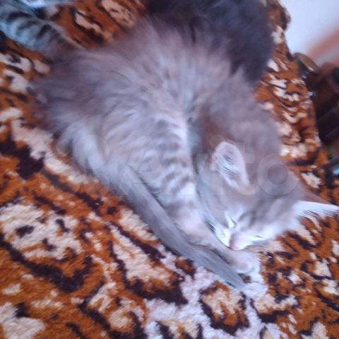 Котята в добрые руки мальчик и девочка