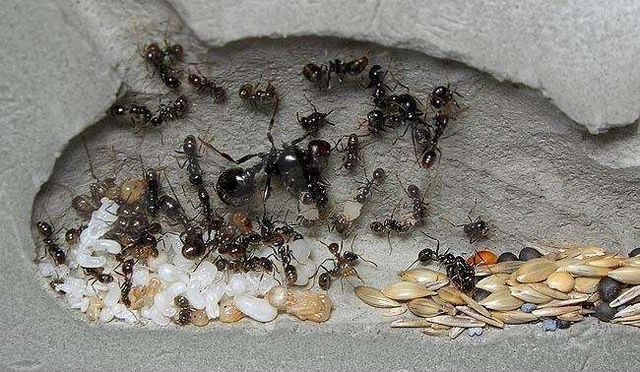 Большие колонии Messor Structor (муравьи-жнецы)