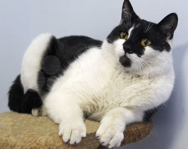 Котик Бэтмен ищет дом