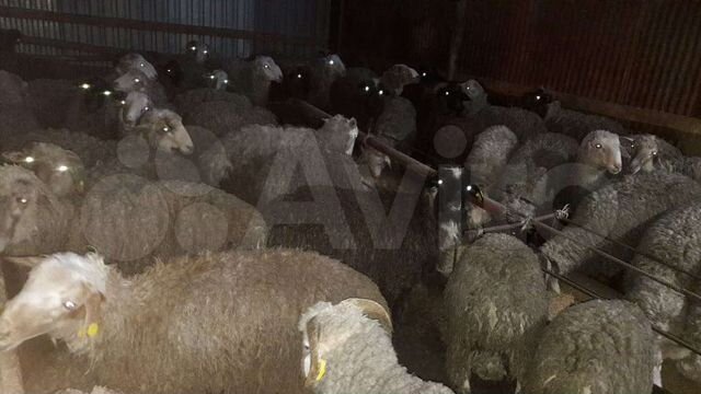 Ягнята с откорма