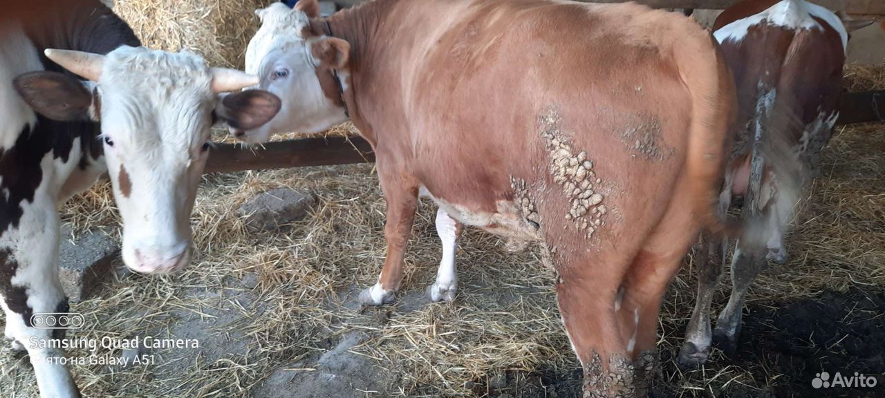 Бычки и телки