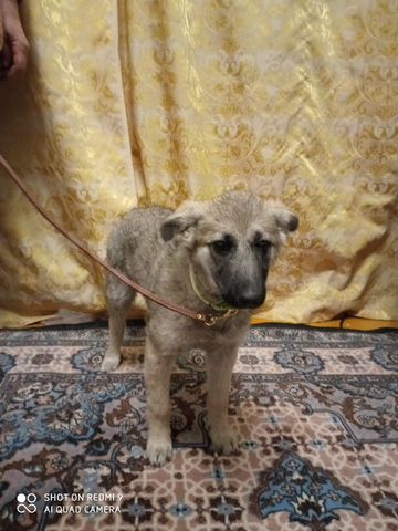 Щенок в добрые руки бесплатно