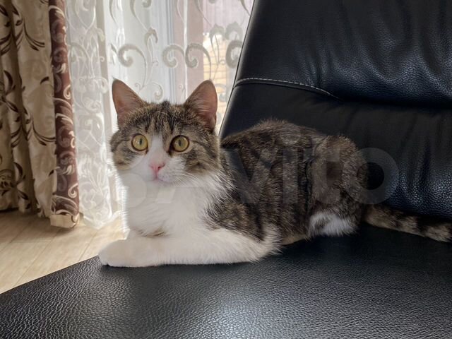 Кота в хорошие руки отдам