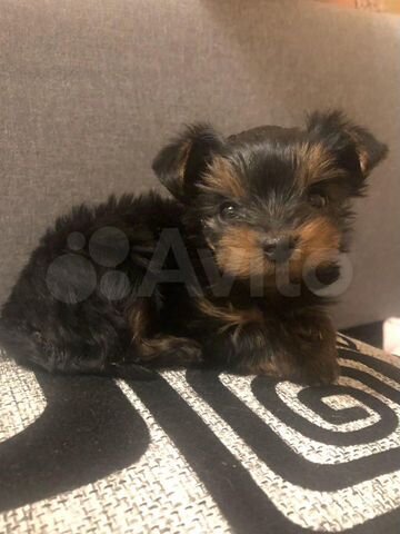 Йорк девочка Мини