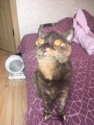 Кошка на вязку британка