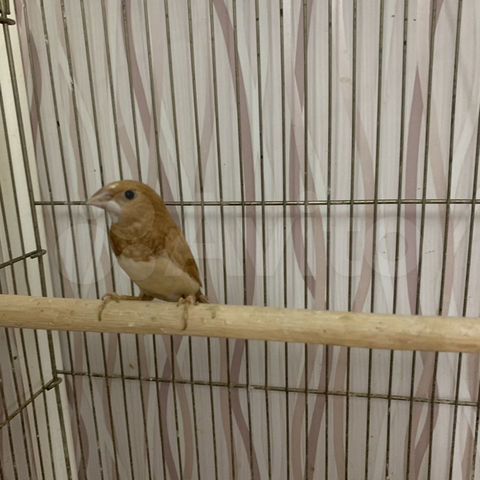 Амадины птички