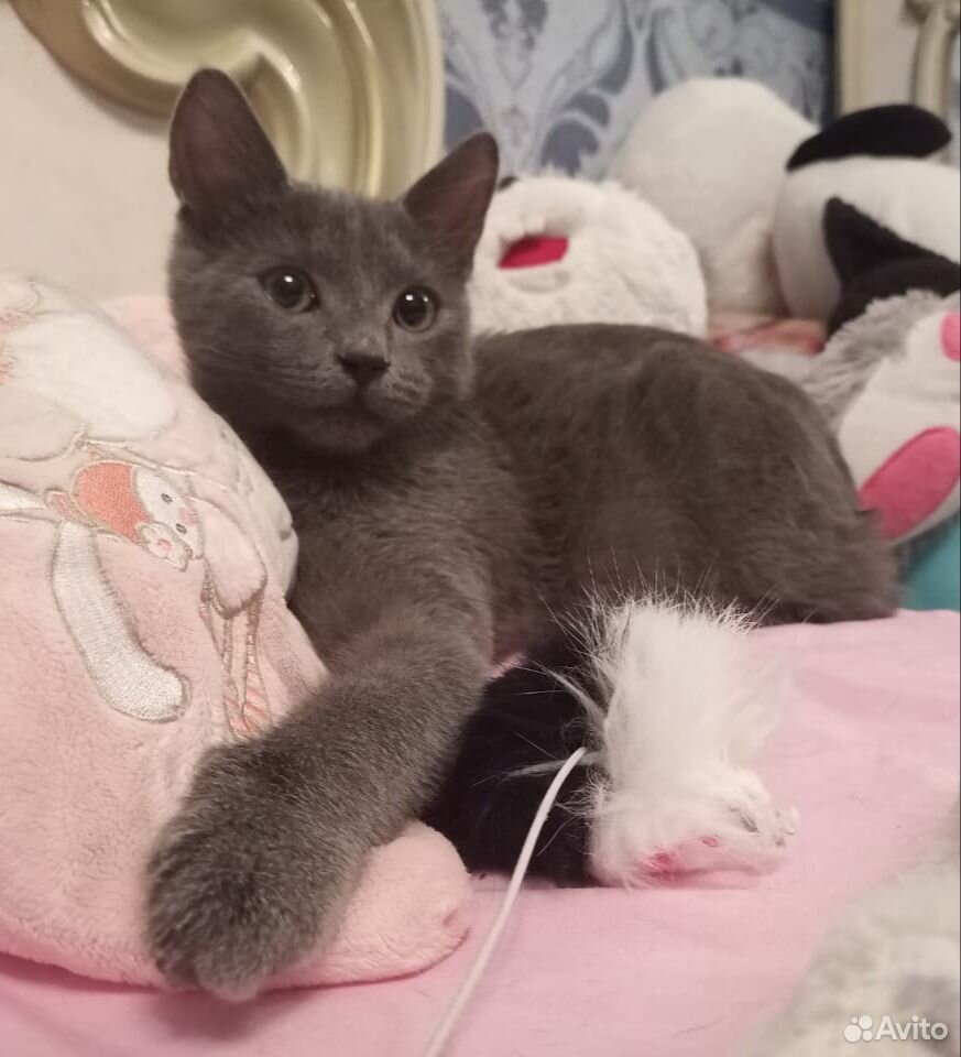 Котёнок русской голубой в дар