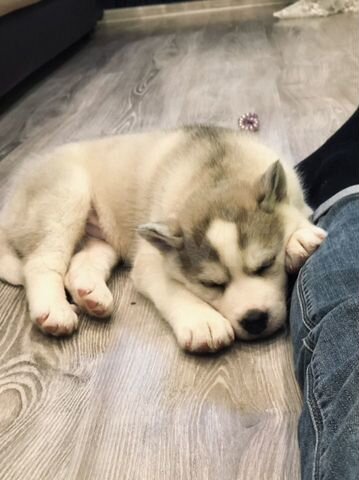 Сибирский хаски