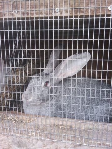 Продаю кроликов