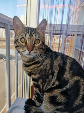 Бенгальчик ищет невесту