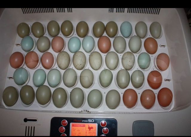 Инкубационное яйцо Ухейилюй и домашних кур (Микс)