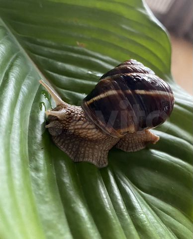 Виноградная улитка