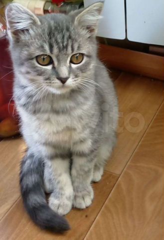 Шотландский котик 3 мес