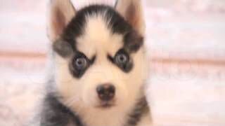 Щенки хасок,овчарок и другие породы