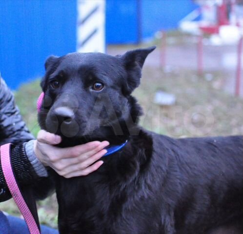 Собака Ночка 1,5 года