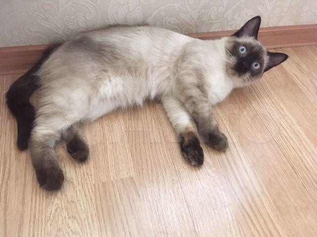 Тайская кошечка (сиамская) на вязку