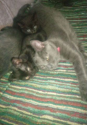 Бомбеи бурма русско-голубалая