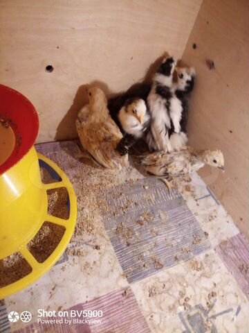 Продам бентамки цезарки