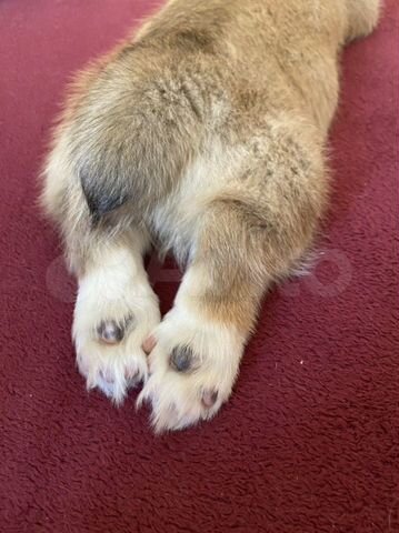 Вельш корги пемброк девочка