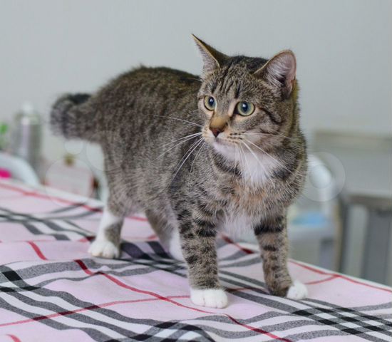 Кошка котенок 10 месяцев