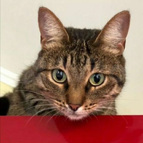 Кошка Нюрочка-лапочка