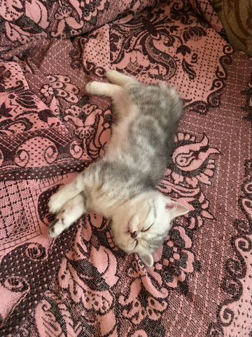 Британские котята