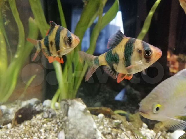 Рыбки барбусы и Селёдка)