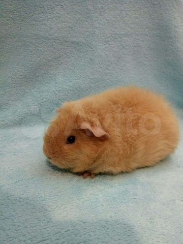 Малыш рексик