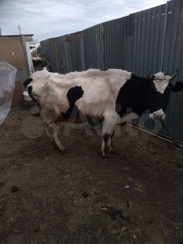 Корова дойная