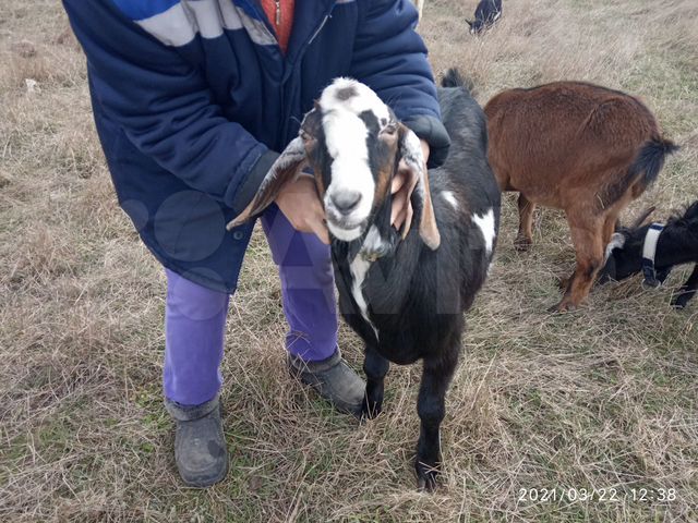 Козел нубийский