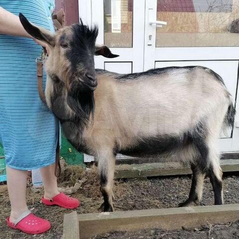 Козел альпийский