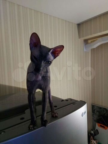 Котенок донской сфинкс, девочка, 6 месяцев, очень