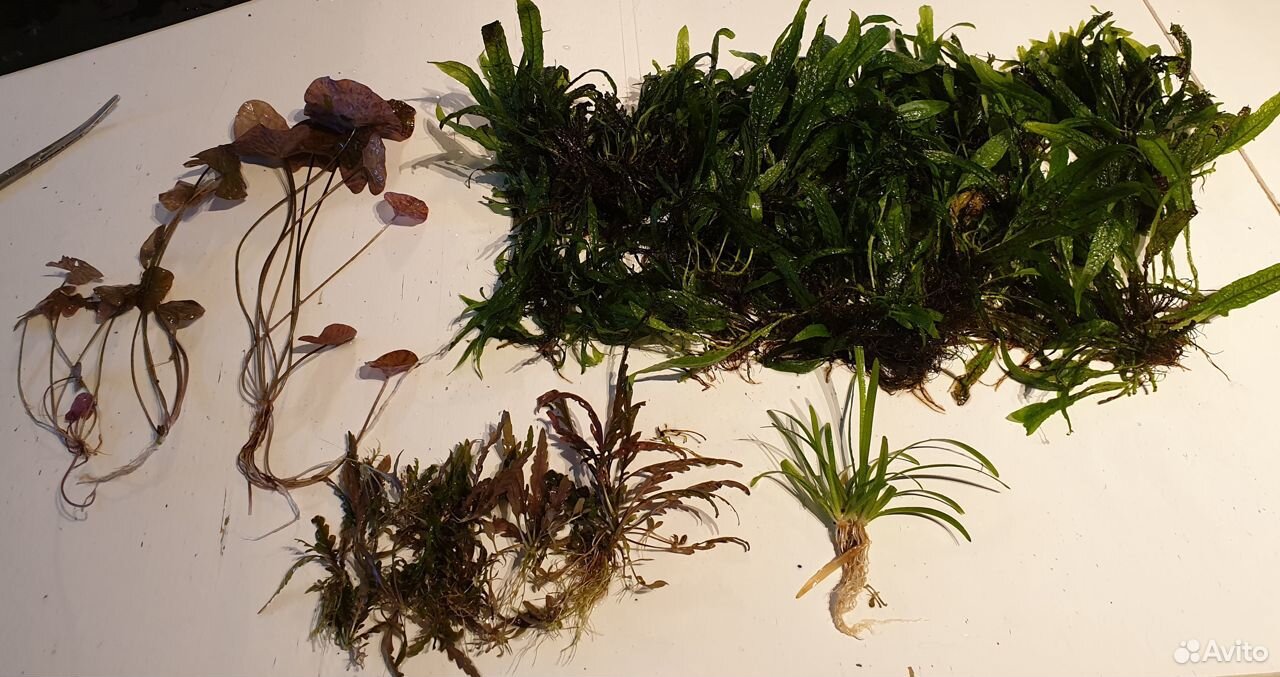 Нимфея тигровая, Гигрофила пиннатифида, Папоротник