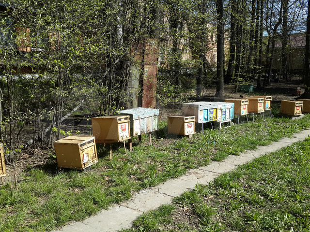 Продам Пчелопакеты