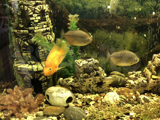 Аквариумные рыбки