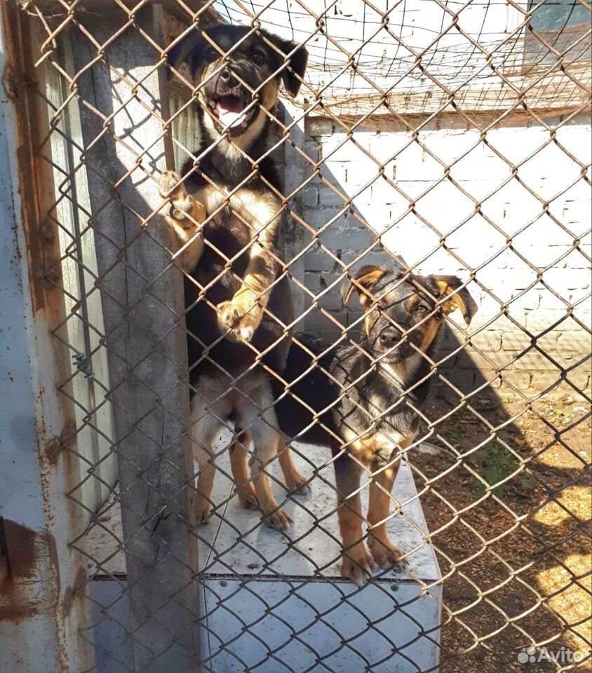 Пряня 2 месяца томится в клетке