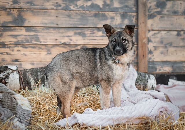 Крошка Виола (8 кг) в дар